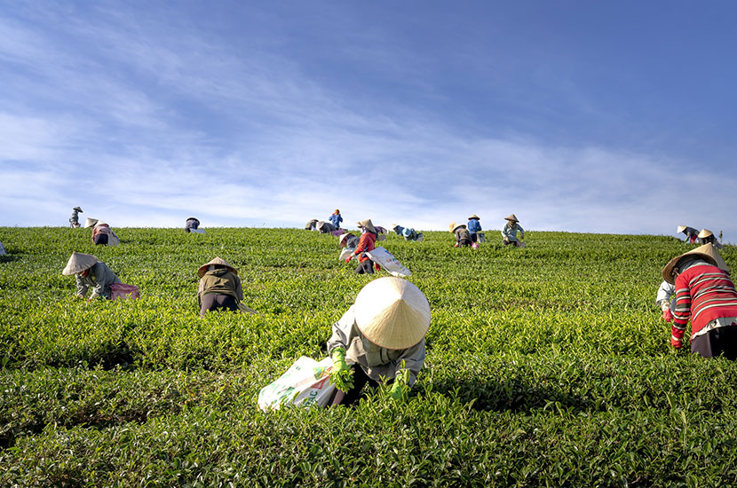The H-2A Temporary Agricultural Worker Visa | Herman Legal Group